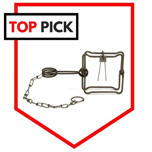 The Best Conibear Traps, Sets, and Sizes for Survival Trapping ...