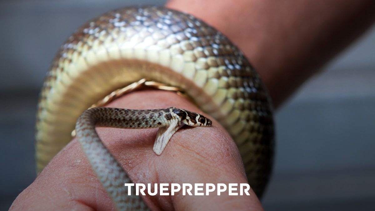How to Identify Venomous Snakes in America | TruePrepper